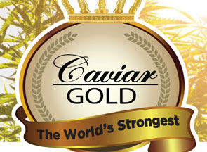 B2B Wholesaler Magazine